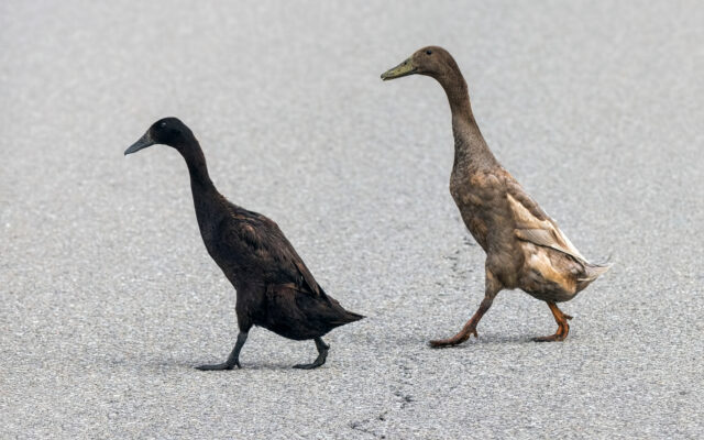 How To Care For Ducks - Backyard Poultry